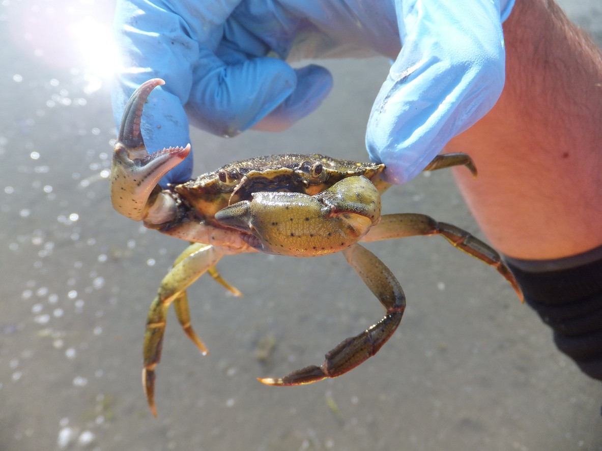 Crabs in Labs | Crustacean Compassion | UK Animal Welfare Organisation