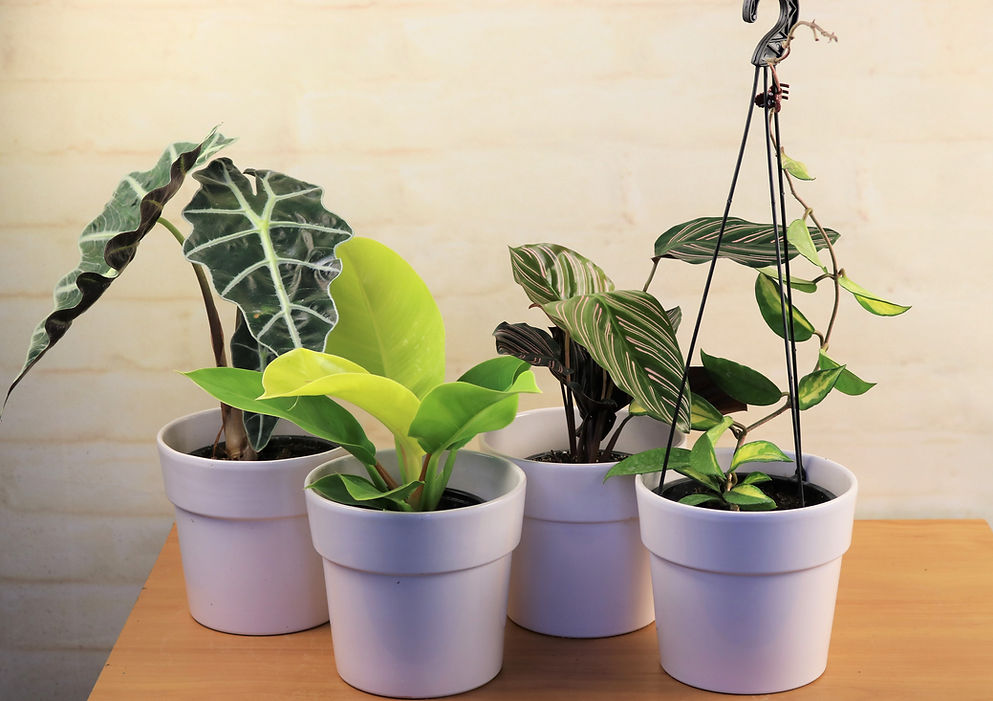 Buy Exotic Plants | Auckland | Exotic Planters