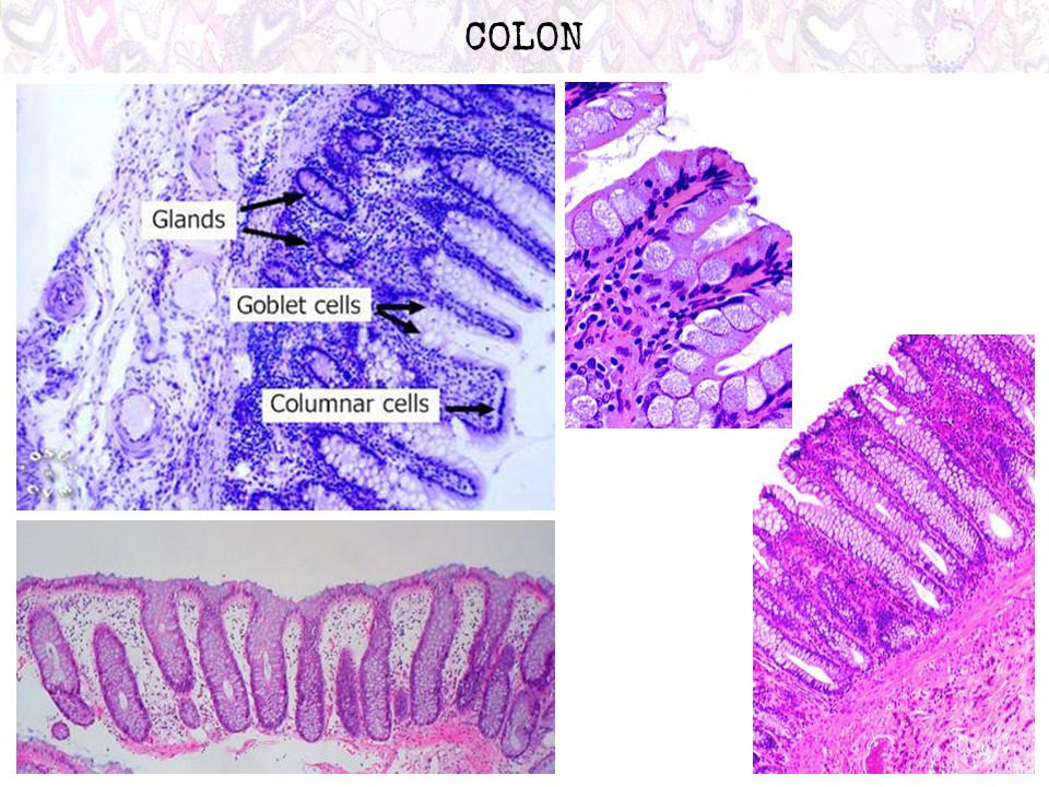 A Histology Tour of the GI Tract- The Colon, Rectum and Anus