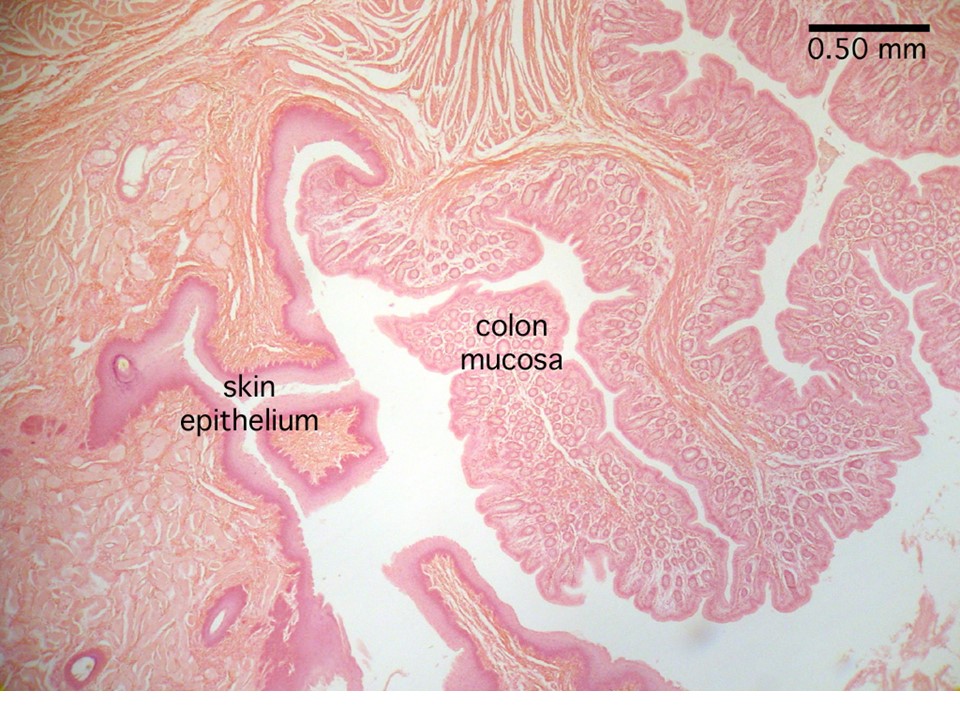 A Histology Tour of the GI Tract- The Colon, Rectum and Anus