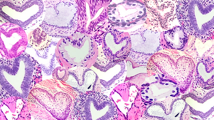 All About Lymph Node Follicles