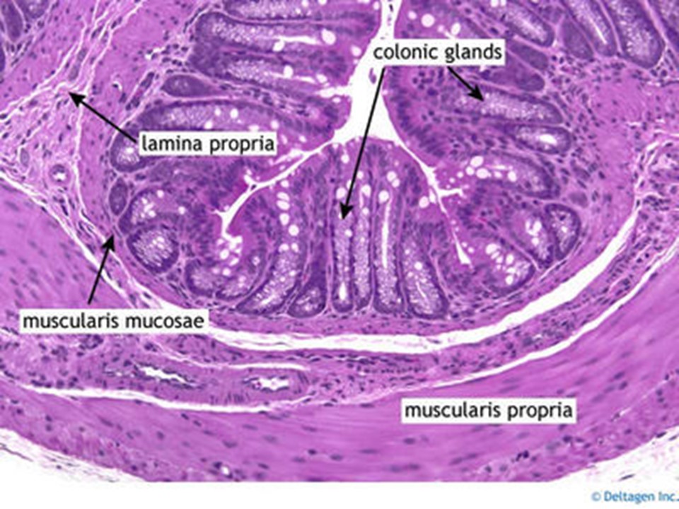 A Histology Tour of the GI Tract- The Colon, Rectum and Anus