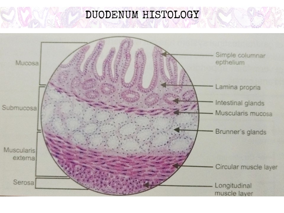 A Histology Tour of the GI Tract- The Duodenum