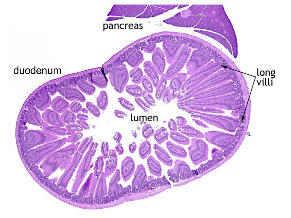 A Histology Tour of the GI Tract- The Duodenum