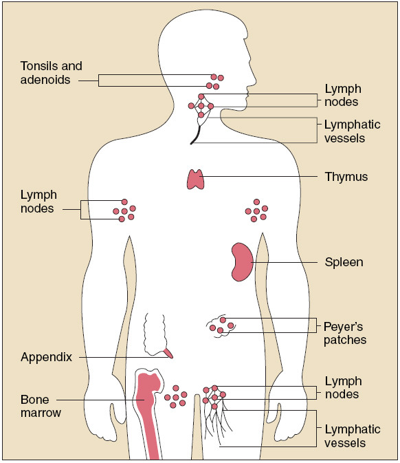 Lymph Nodes 101 Lymph Nodes 101