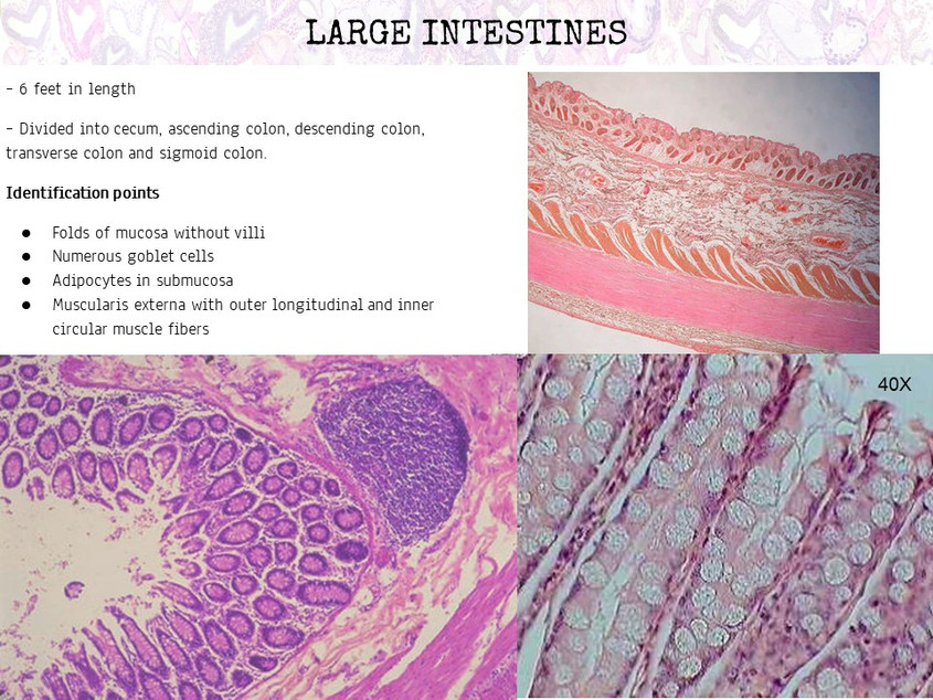 A Histology Tour of the GI Tract- The Colon, Rectum and Anus