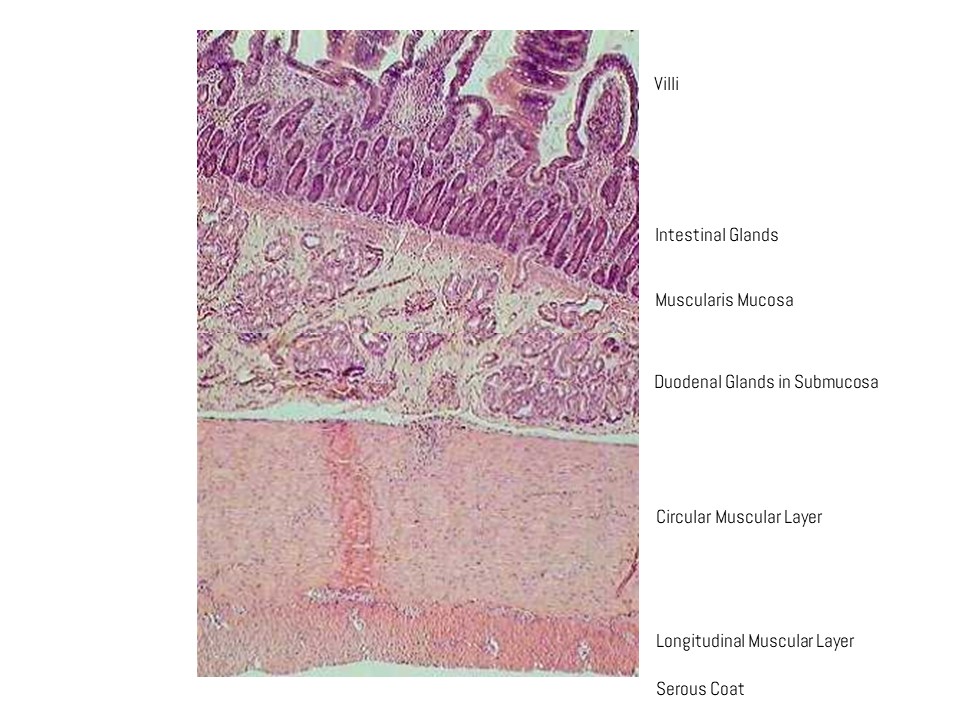 A Histology Tour of the GI Tract- The Duodenum
