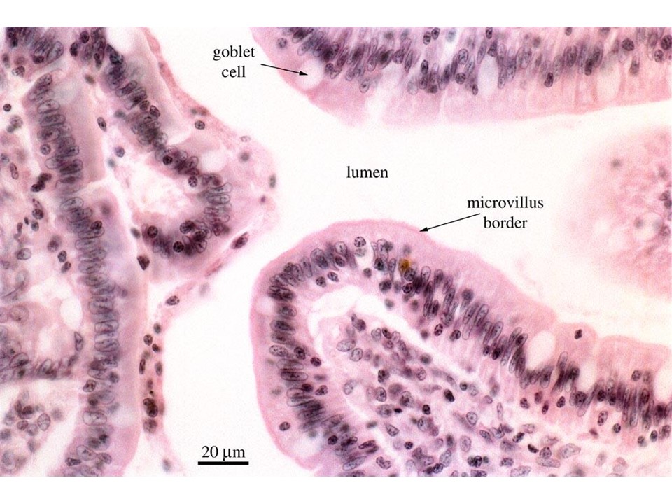 A Histology Tour of the GI Tract- The Duodenum
