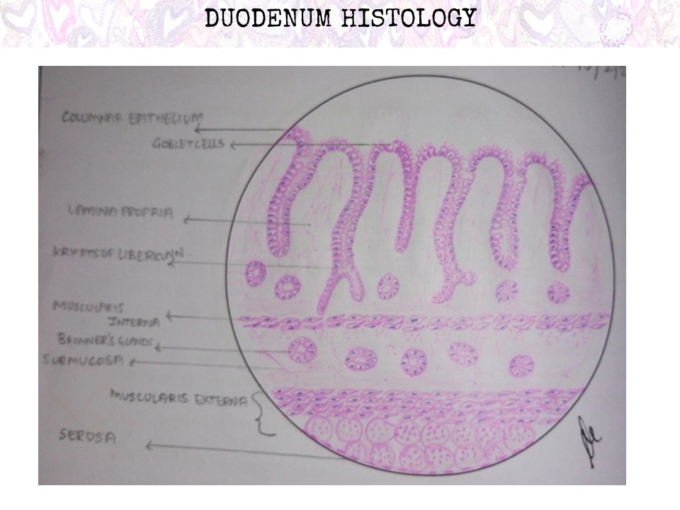 A Histology Tour of the GI Tract- The Duodenum