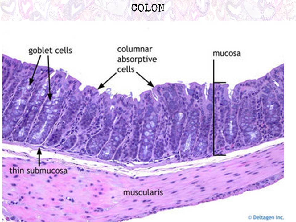 A Histology Tour of the GI Tract- The Colon, Rectum and Anus