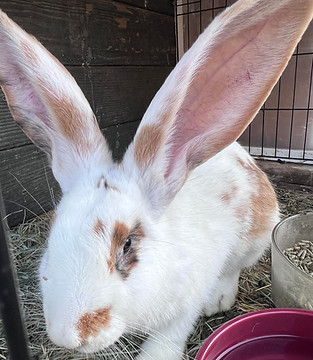 CONTINENTAL GIANT RABBITS | Channell Homestead