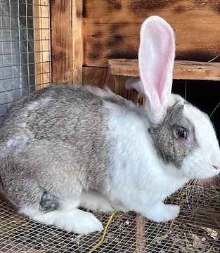 CONTINENTAL GIANT RABBITS | Channell Homestead