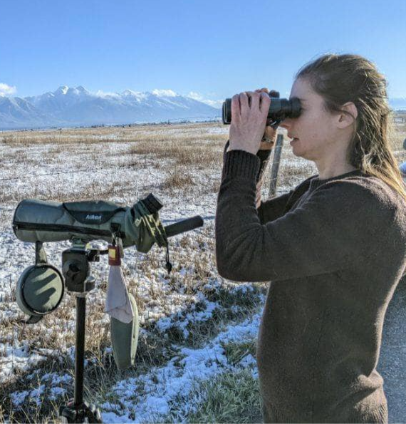 NEW RECORD: Winter Raptor Survey has over 11,000 Raptors Counted so Far!