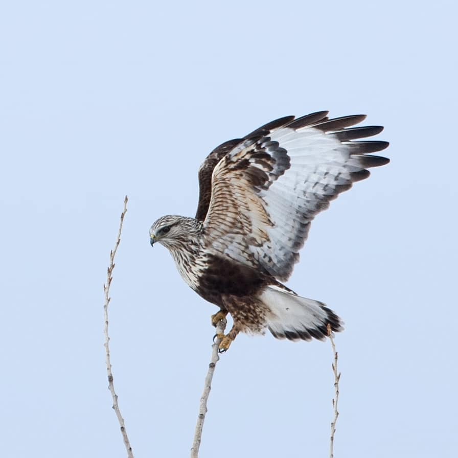 NEW RECORD: Winter Raptor Survey has over 11,000 Raptors Counted so Far!