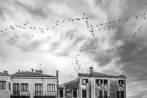 TW-00020 BW Venetian roofs & birds | Leonardo Ferri ph