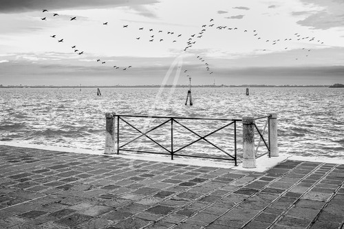 TW-00021 BW Venetian lagoon & birds | Leonardo Ferri ph