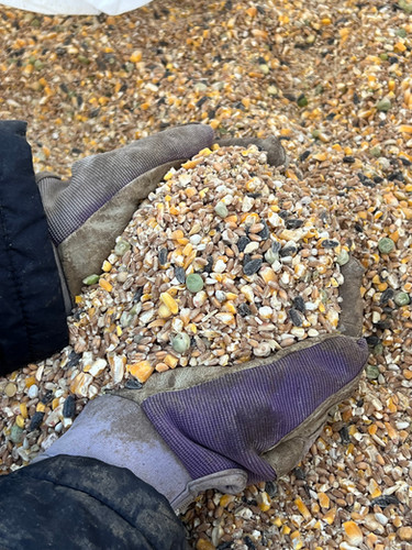 Scratch - Poultry | Big Red Acres