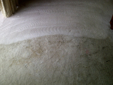 GALLERY | ELITE CARPET