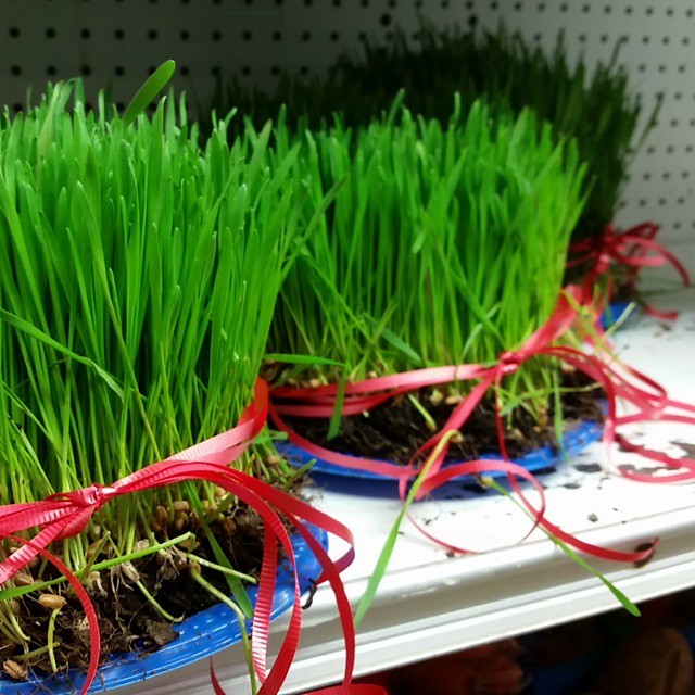 DLMHS Photography Club: Deeper Meaning to Me: Sabze & Norooz