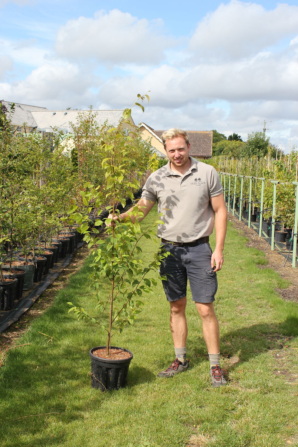 Betula Lenta - Sweet Birch | Treescape Nursery