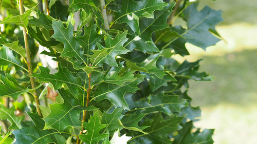 Quercus palustris 'Green Pillar' - Columnar Pin Oak | Treescape Nursery