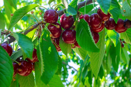 Prunus 'Stella' - Sweet Dark Red Cherry | Treescape Nursery