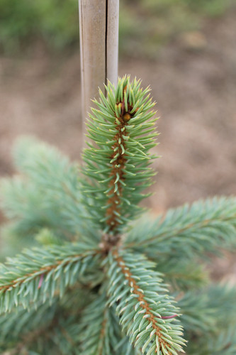 Picea pungens glauca - Blue Spruce | Treescape Nursery