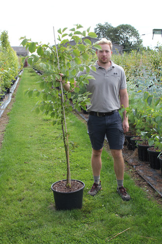 Ulmus Glabra - Elm | Treescape Nursery