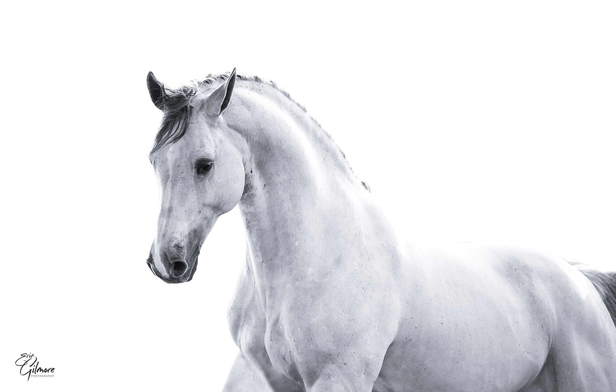 Stallions | AliBoo Farm, Inc.