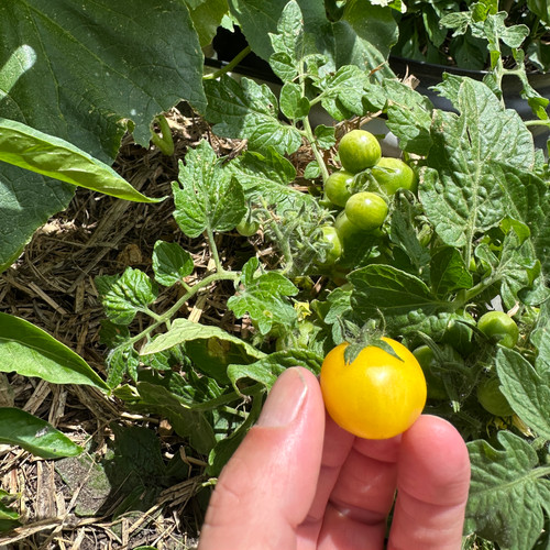 Tomato Window Box Yellow | The Aussie Veggie Patch