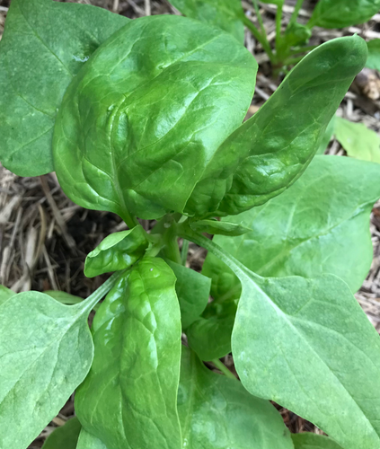 Spinach Winter Giant | Aussie Veggie Patch