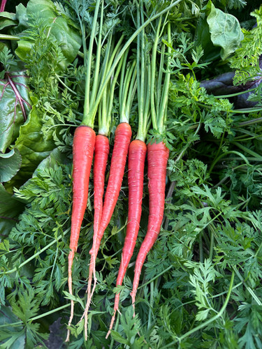 Carrots - Atomic Red | The Aussie Veggie Patch
