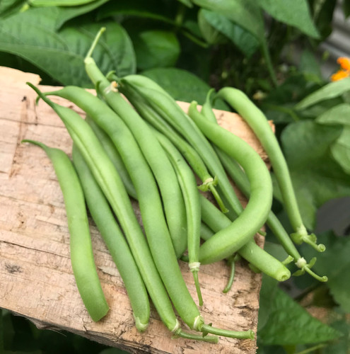 Bean Green - Blue Lake (climbing) | The Aussie Veggie Patch