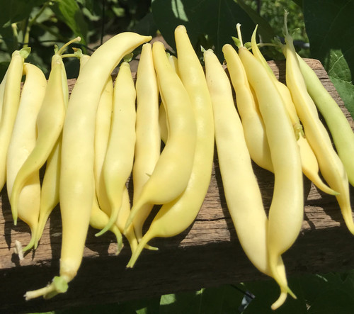 Bean Yellow - Cherokee Wax (Bush) | The Aussie Veggie Patch