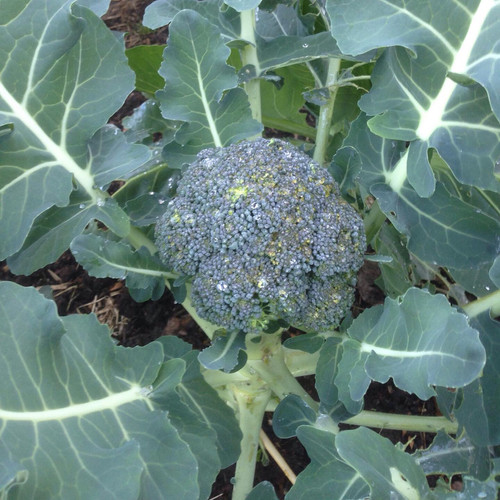 Broccoli - Waltham 29 | The Aussie Veggie Patch
