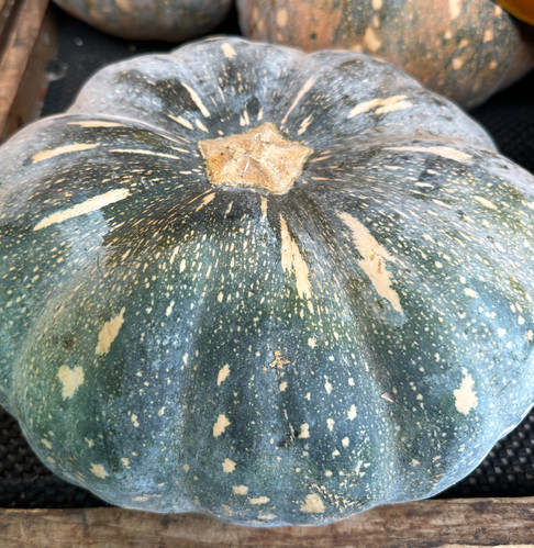 Pumpkin - Kent/Jap | The Aussie Veggie Patch