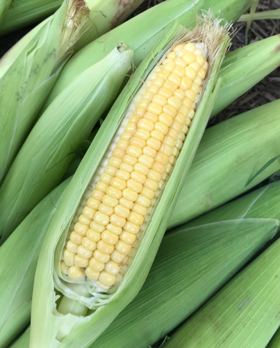 Corn - Jolly Roger | The Aussie Veggie Patch