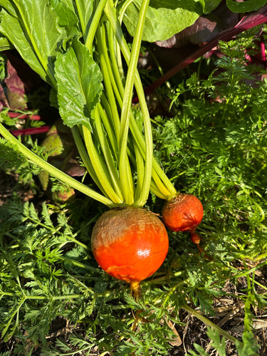 Beetroot - Detroit Golden | The Aussie Veggie Patch