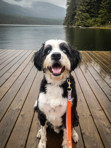 Dog Training In Abbotsford | The K9 Mindset Academy