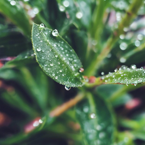 PENINSULA SPRINGS | Aquaworks Bottled Spring Water