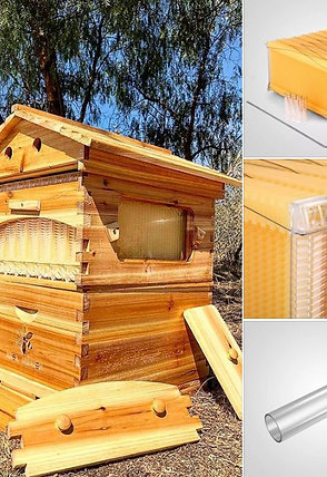 Colmena De Flujo | Miel Exprés | Guanajuato