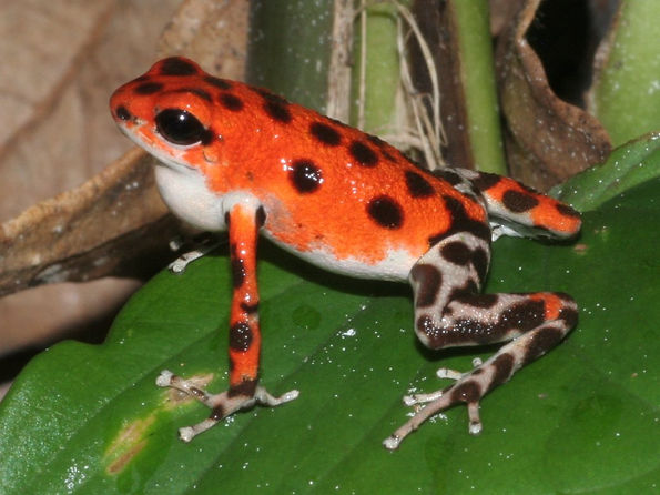 Vivariums;oophaga pumilio care 2 | tropical-hobbies