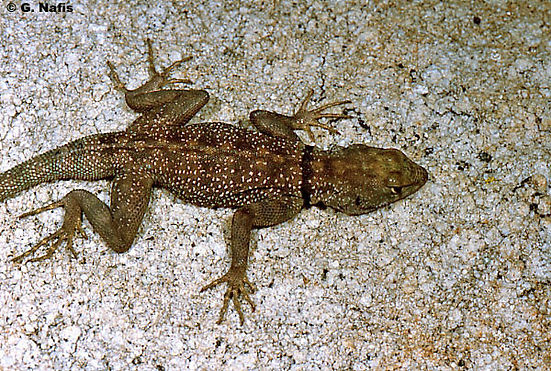 Vivariums;reptiles;Petrosaurus | tropical-hobbies