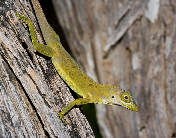 Vivariums;reptiles;Anoles 4 | tropical-hobbies