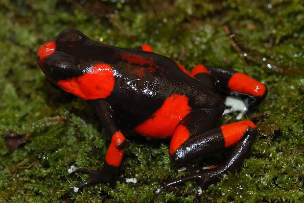 Vivariums;oophaga | tropical-hobbies