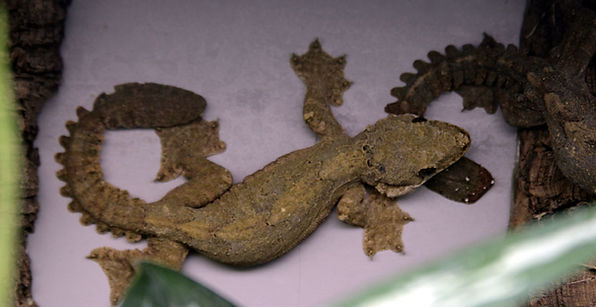 Vivariums;reptiles;Asia-geckos 8 | tropical-hobbies