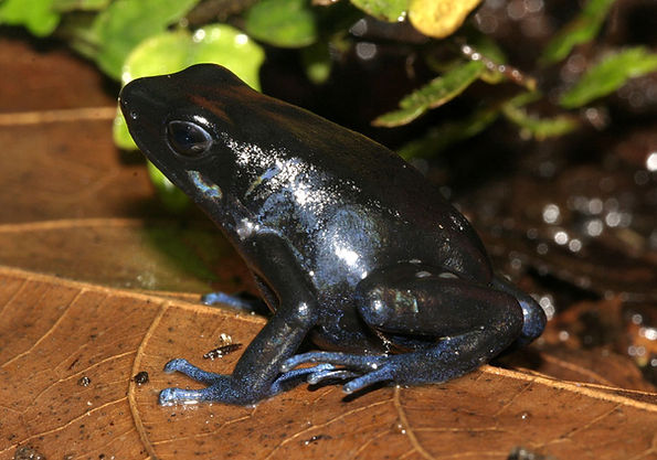 Vivariums;dendrobates tinctorius morphs9 | tropical-hobbies