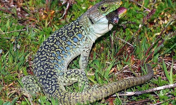 Vivariums;reptiles;Timon lepidus | tropical-hobbies