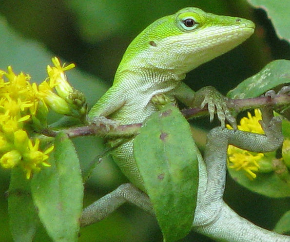 Vivariums;reptiles;Anoles | tropical-hobbies