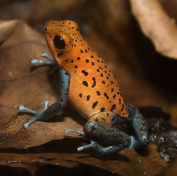 Vivariums;Oophaga pumilio | tropical-hobbies